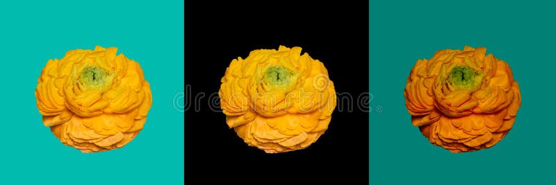 Collage of Yellow Orange Buttercup Blossom Macros on Variations of Aqua ...