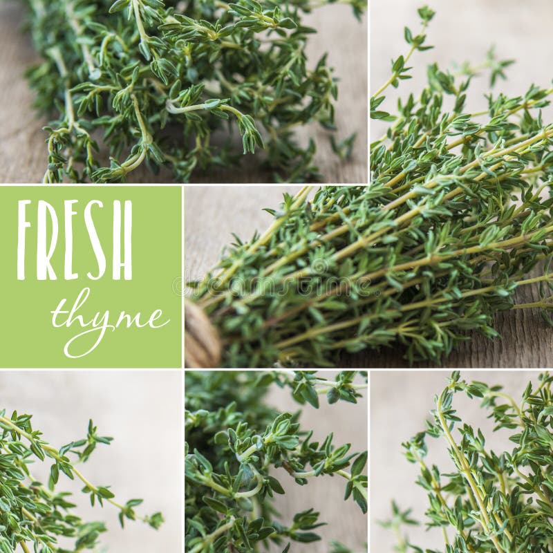 Collage with Thyme, Fresh Herb for Cooking Stock Photo - Image of aroma ...
