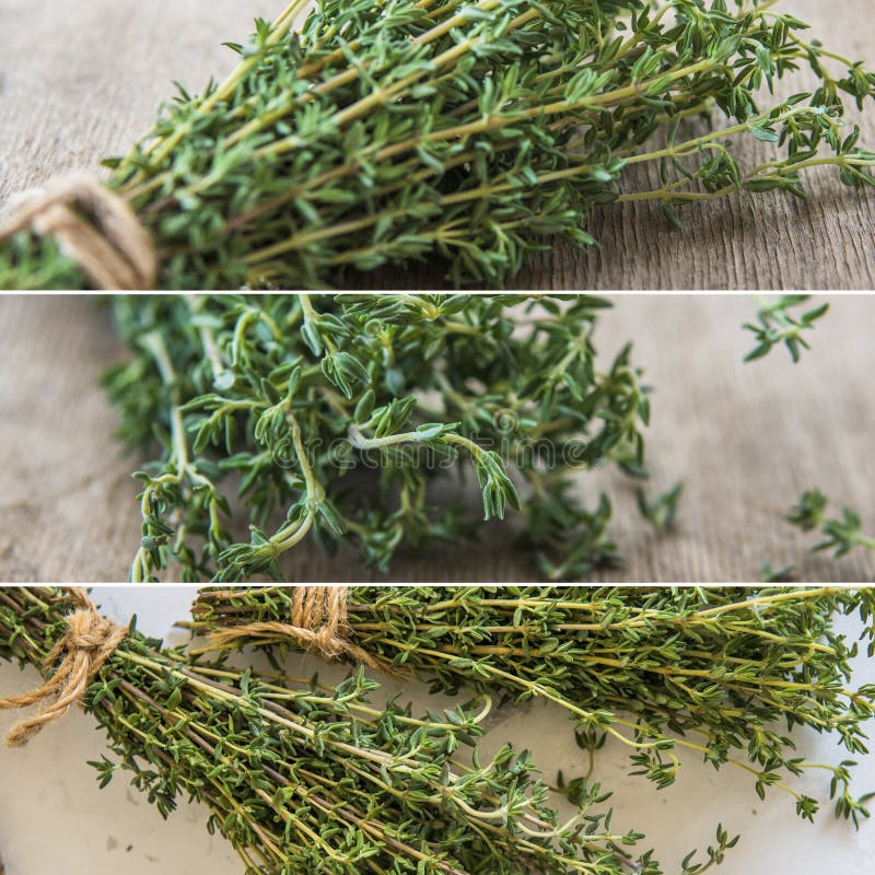 Collage with Thyme, Fresh Herb for Cooking Stock Image - Image of ...