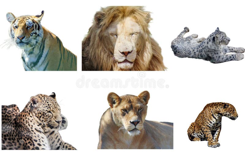Collage with Lion, Lioness, Leopard and Tiger Stock Photo - Image of ...