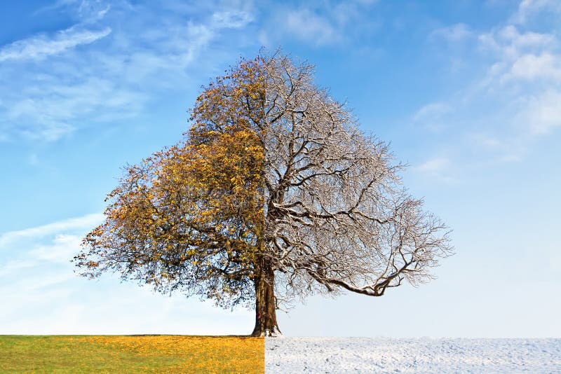 Collage Tree Autumn Vs. Winter Stock Photo - Image of lonely, frosty ...