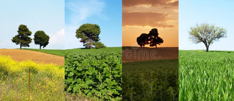 Collage of trees stock image. Image of four, meadow, tree - 25216539