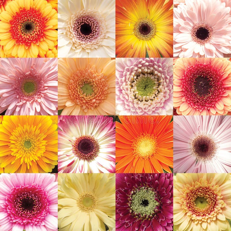Collage of Twelve Different Gerber Stock Photo - Image of nature, cream ...