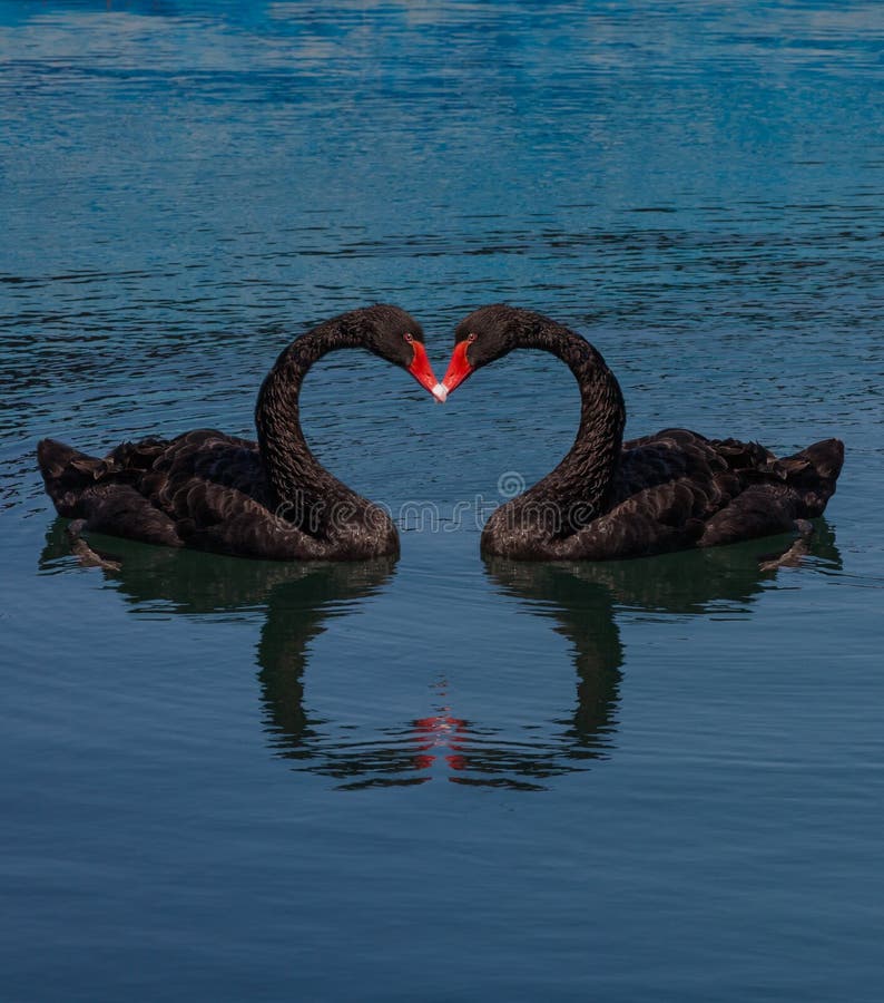 Collage Two Black Swans Making Heart Shape Stock Image - Image of ...