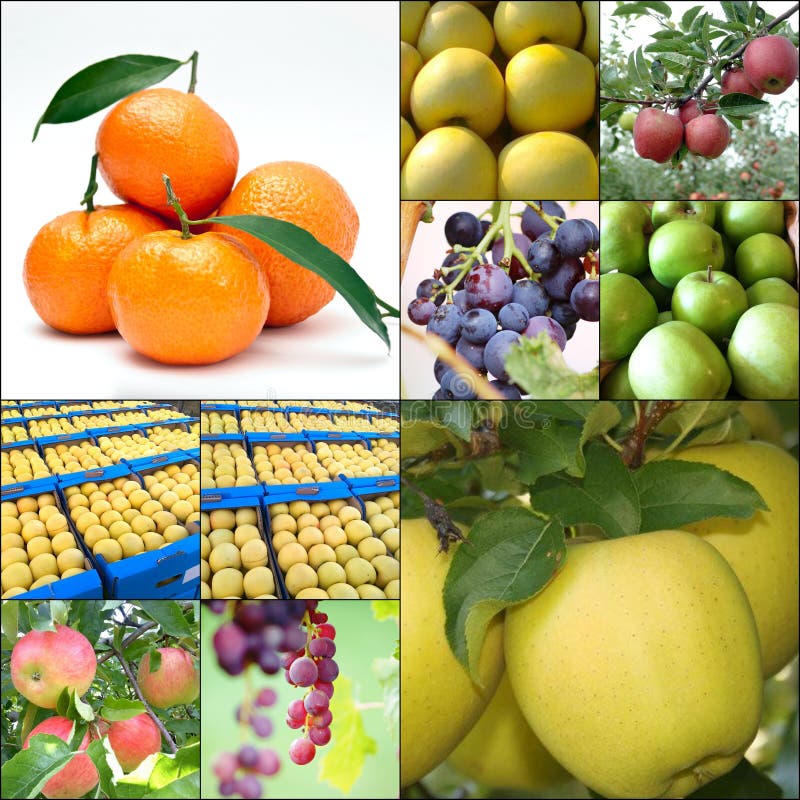 Collage of various fruits stock image. Image of ripe - 33744569