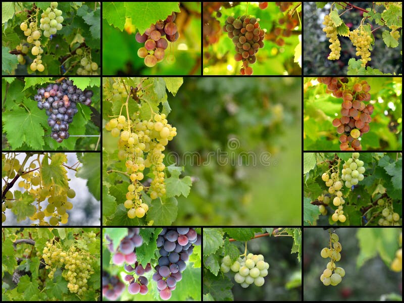 Collage of a Various Grapes. Food Concept Stock Photo - Image of food ...
