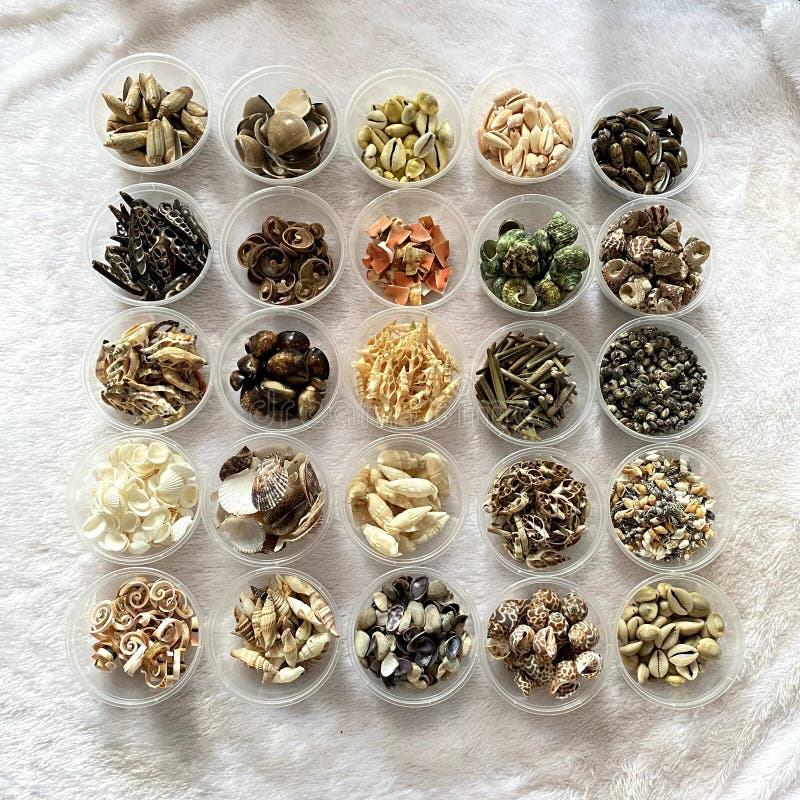 Collage of Various Types of Sea Shells in Bowl Stock Image - Image of ...
