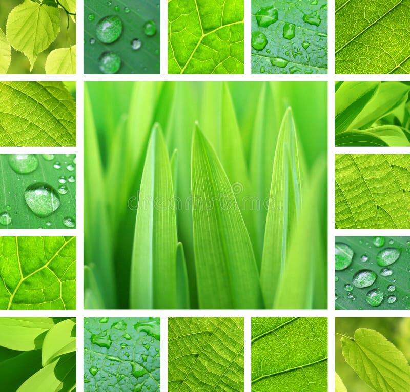 Collage verde fotografia stock. Immagine di chiusura - 26301760