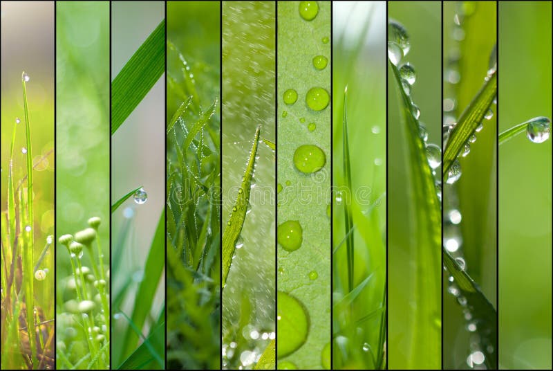 82,794 Collage Con Color Verde Fotos de stock - Fotos libres de ...