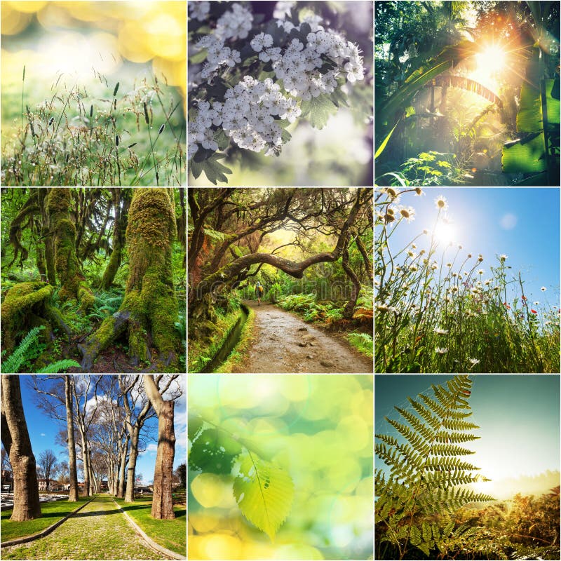 Collage verde foto de archivo. Imagen de primer, gota - 54173582