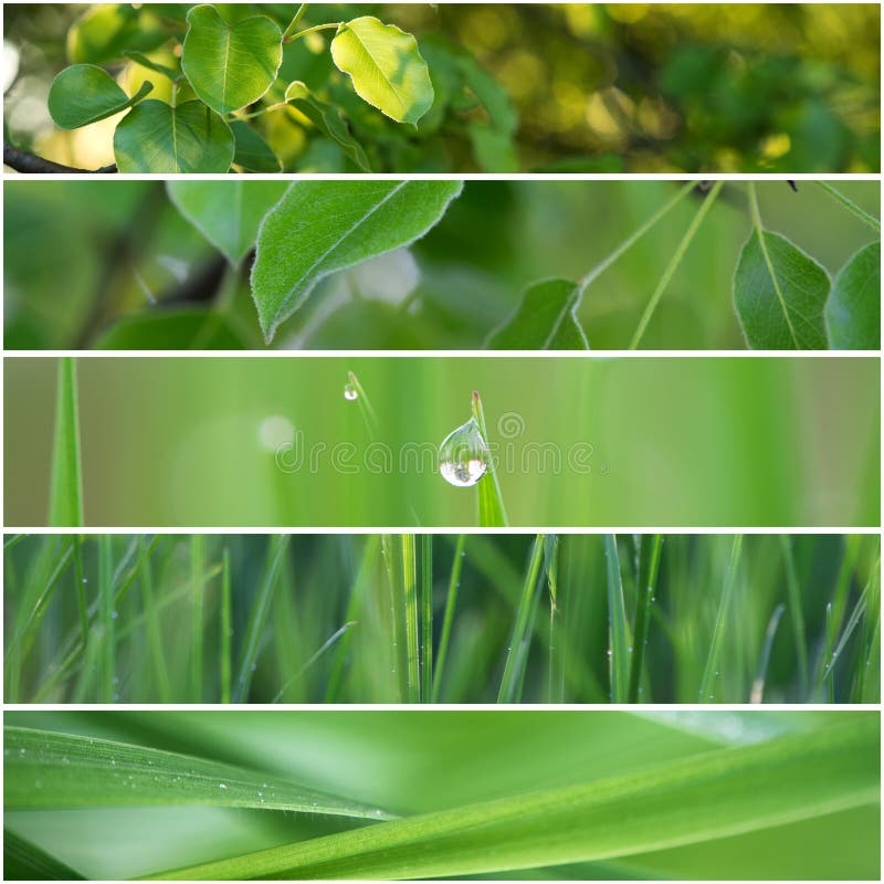Collage Verde Del Bosque De La Primavera Foto de archivo - Imagen de ...