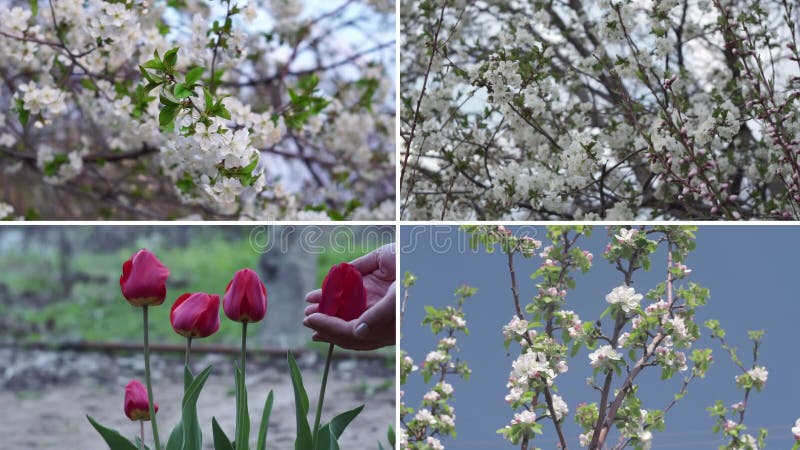Collage Video of the Different Spring Flowers and Blossoming Tree ...