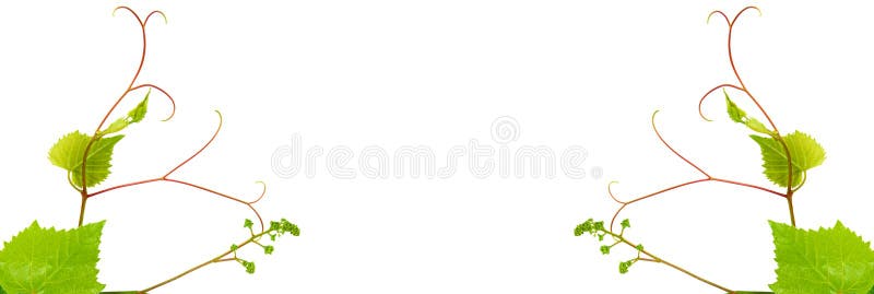 Collage of Vine Leaves on White. Pattern of Vine Leaves. Free Space for ...