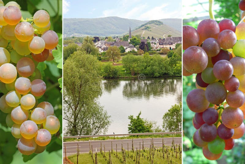Collage - Vineyard and Grapes Stock Photo - Image of moselle, grapes ...