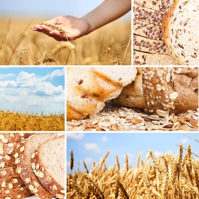 Collage wheat stock photo. Image of agricultural, loaf - 27527326