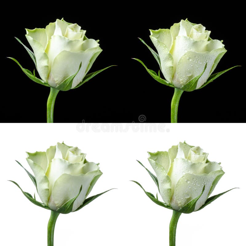 Collage of a white rose stock photo. Image of droplet - 30788394