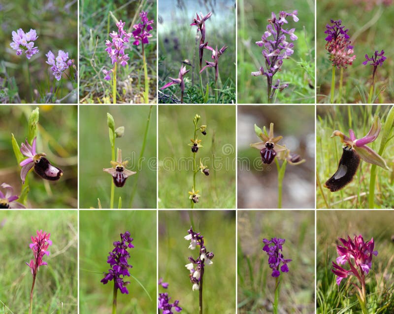 A Collage of Wild Orchids Discovered in the Area of the Istria ...