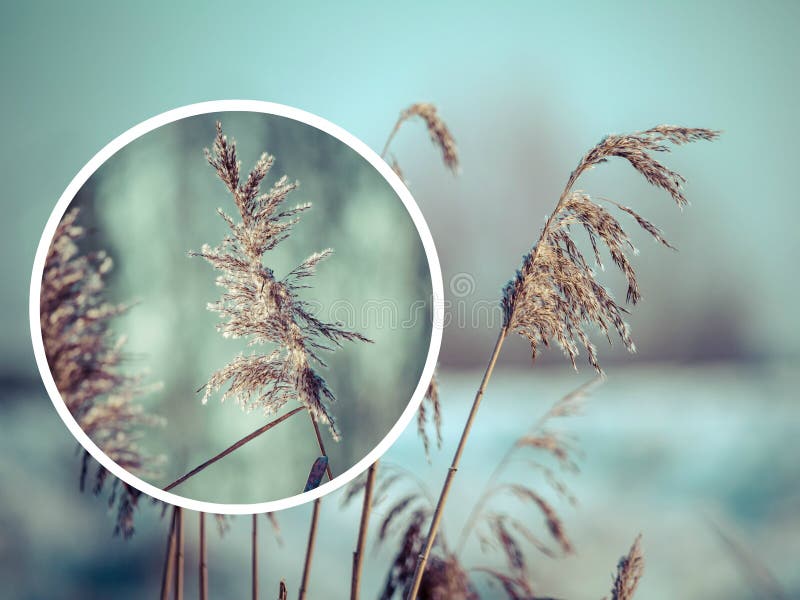 Collage of Winter Grass - (my Photos) Stock Photo - Image of beauty ...