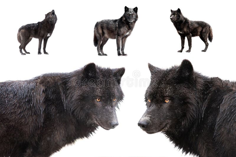 Wolves in Winter stock photo. Image of cold, white, snow - 2398338