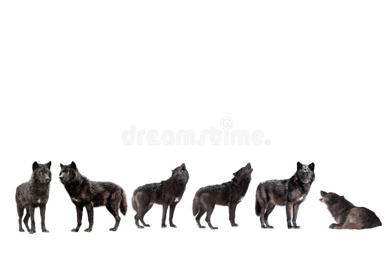 Wolves in Winter stock photo. Image of cold, white, snow - 2398338