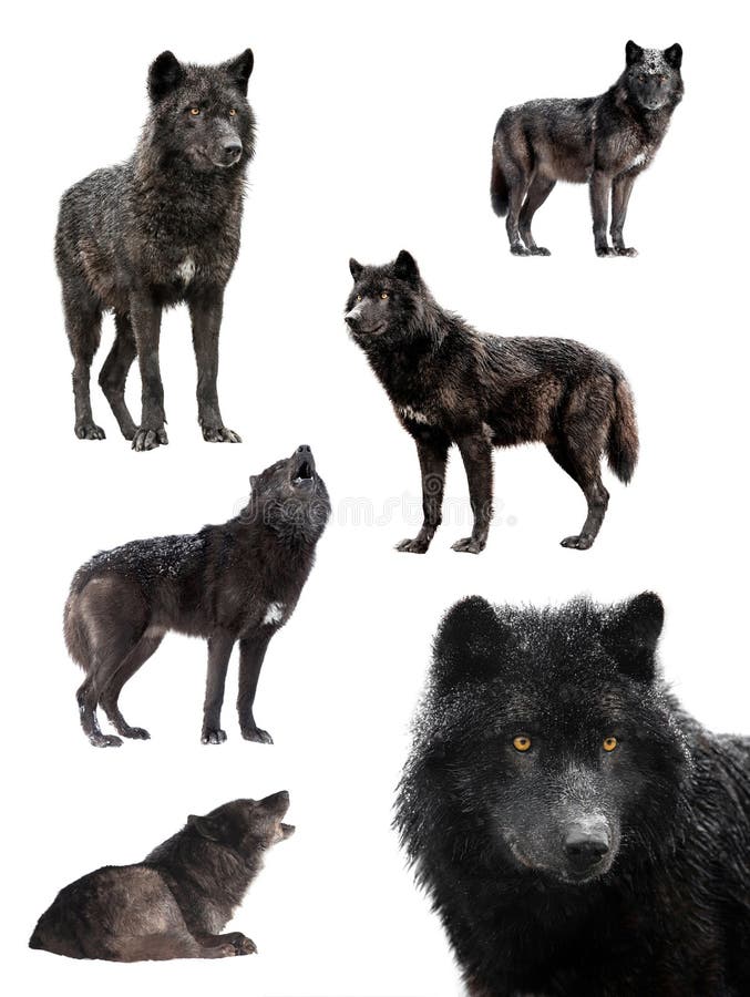 Wolves in Winter stock photo. Image of cold, white, snow - 2398338