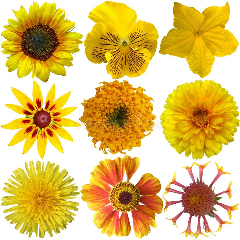 Collage of yellow flowers stock photo. Image of color - 33677042