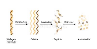 Collagen Digestion, Denaturation, Degradation. Collagen Digestion ...