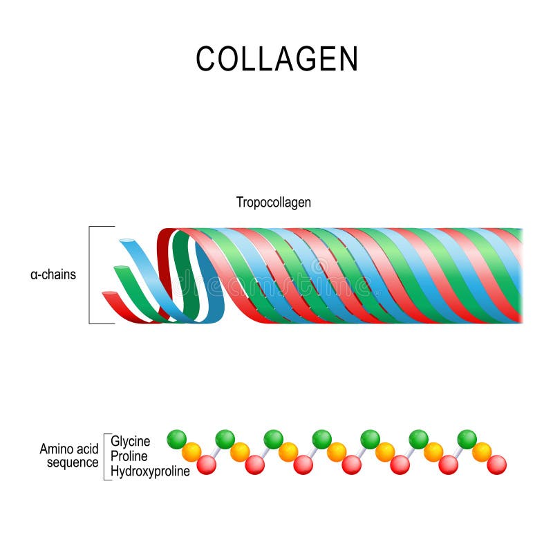 Collagen Estrutura Molecular Ilustração do Vetor - Ilustração de ...