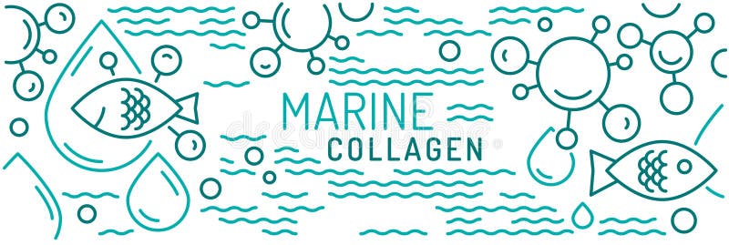 Collagen Line Web Banner. Connective Tissue Protein Stock Illustration ...