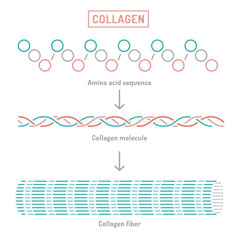 Collagen Molecular Structure. Connective Tissue Protein Diagram Stock ...