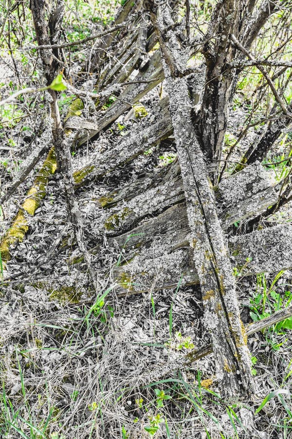 Collapsed Fence between Bushes Bushes Stock Image - Image of gate ...