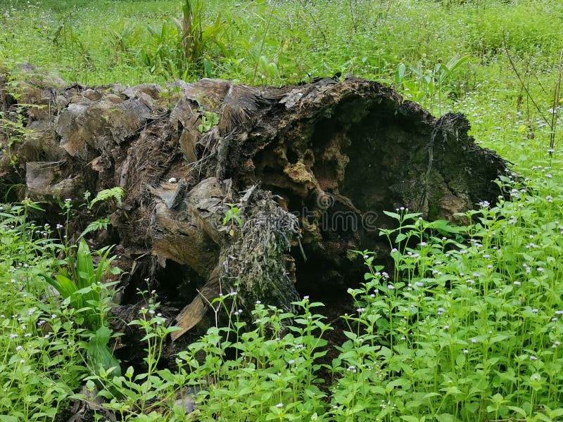 Collapsed Palm Oil Tree Trunk Decaying on the Ground. Stock Photo ...