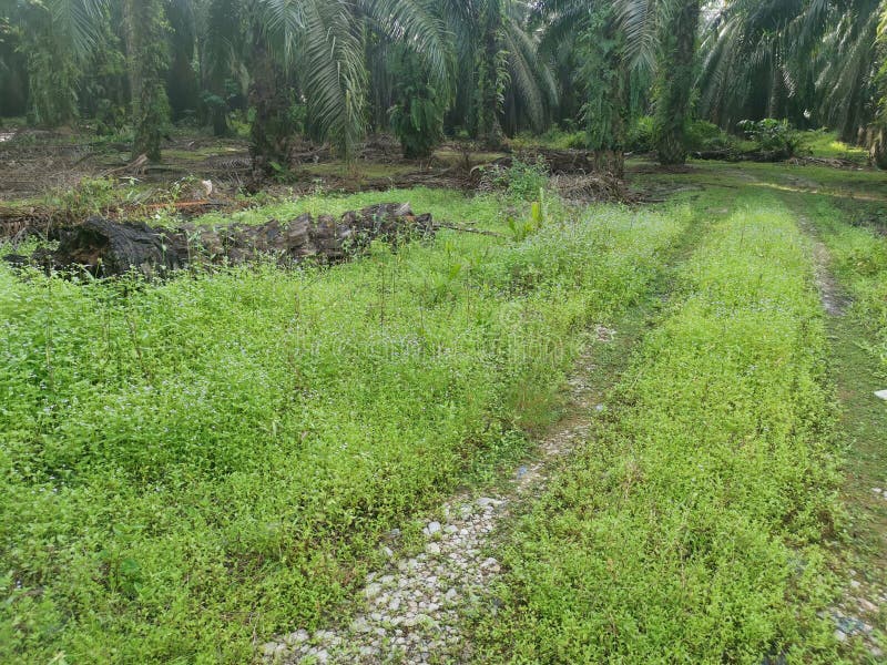 Collapsed Palm Oil Tree Trunk Decaying on the Ground. Stock Photo ...