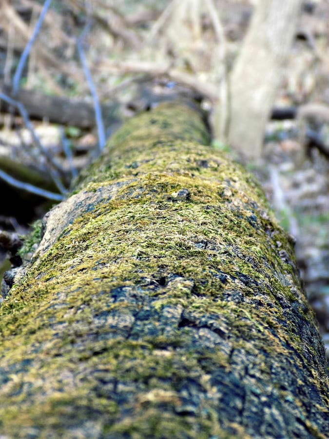Collapsed Tree Covered in Moss Stock Photo - Image of green, collapsed ...
