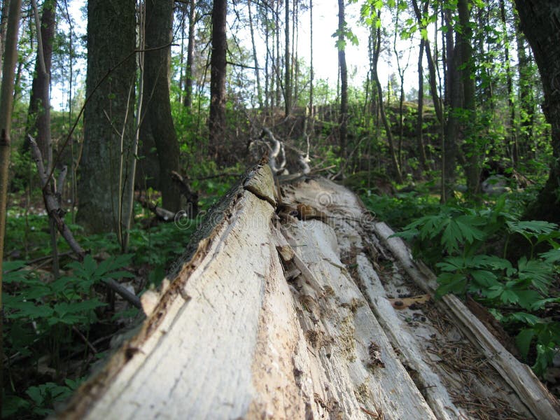 Collapsed Tree in the Middle of a Dense Forest Full of Pacific ...