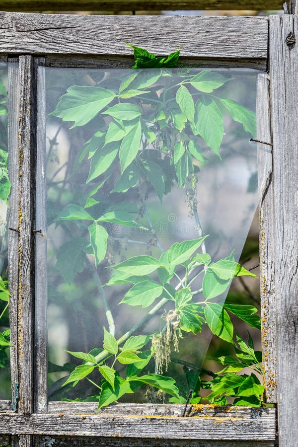 Collapsed Window in Chernobyl Stock Image - Image of farming ...