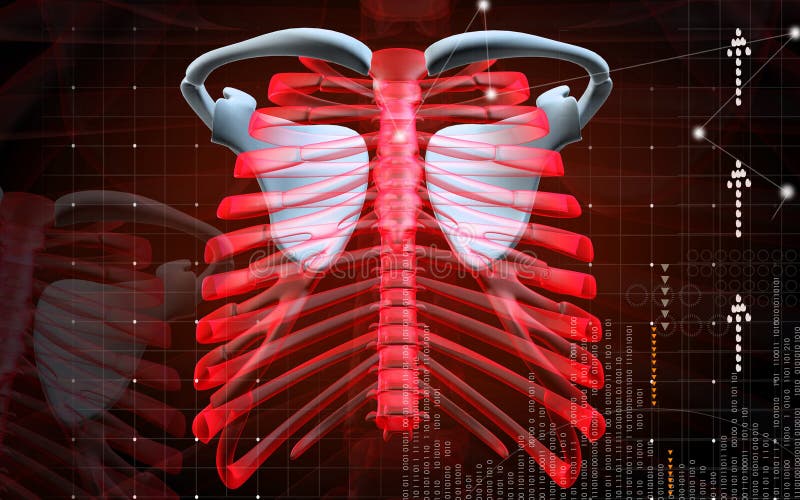 Collar bone stock illustration. Illustration of collar - 11281284