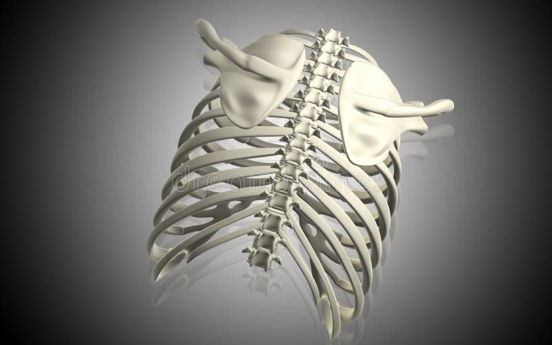 Collar bone stock illustration. Illustration of background - 11761513