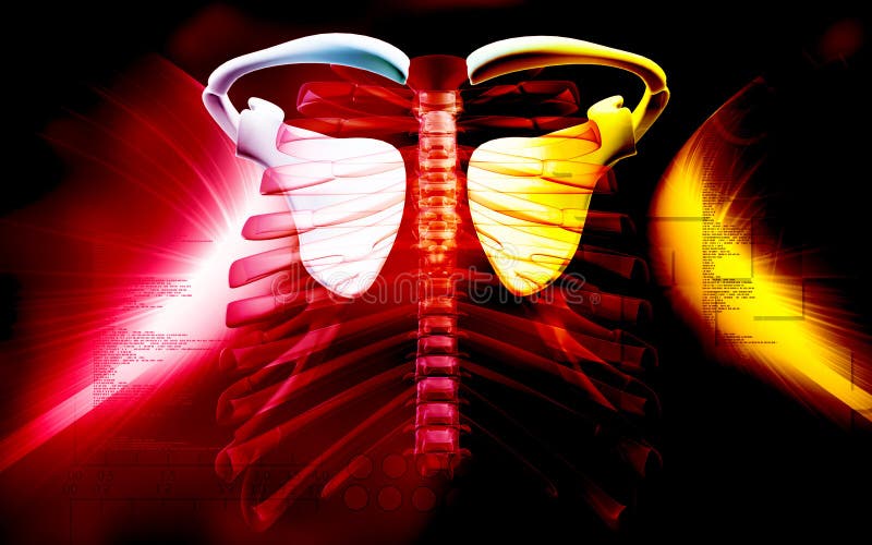 Collar bone stock illustration. Illustration of colour - 11778320