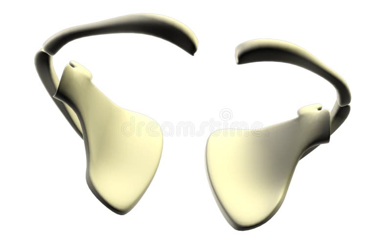 Collar bone stock illustration. Illustration of background - 11761513