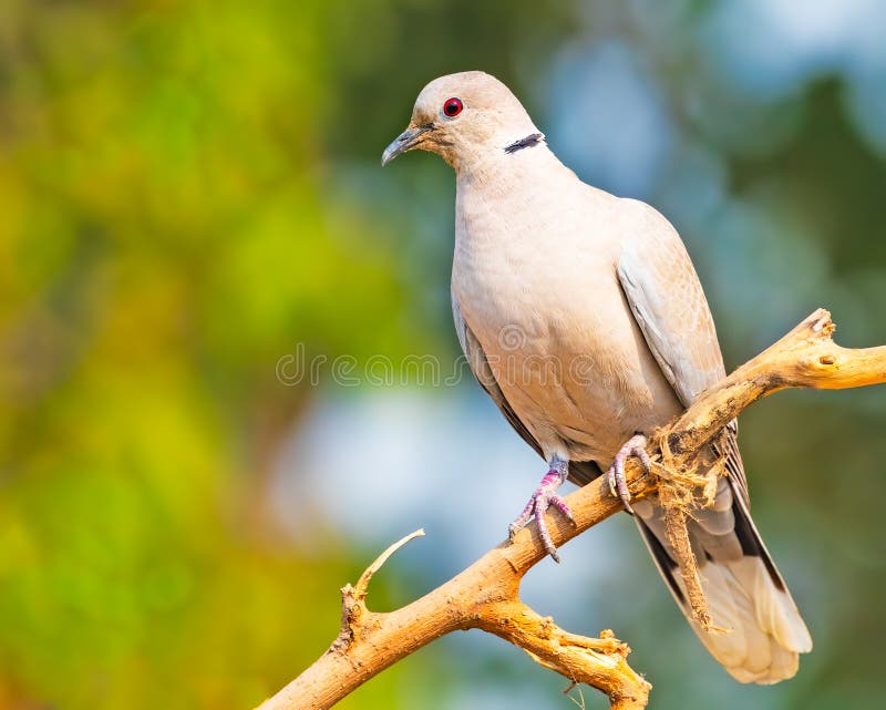 A Collar Dove stock photo. Image of nature, people, garden - 293483796