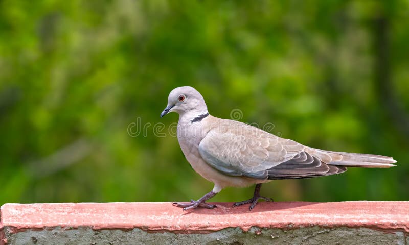 A Collar Dove Sitting on a Wall Stock Photo - Image of pigeon, black ...