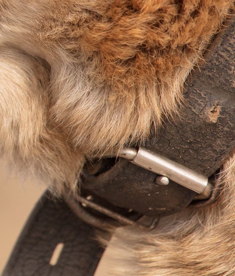 Collar on the Neck of a Dog Stock Image - Image of closeup, brown ...