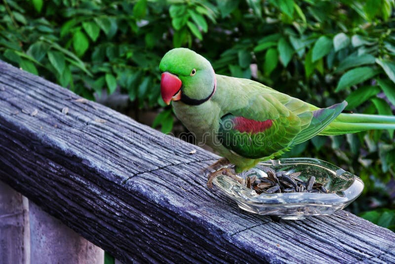 Collar parakeet stock image. Image of parakeet, collar - 92326307
