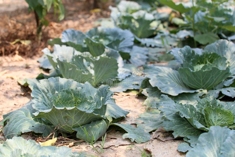 Collard or CABBAGE in the Vegetable Garden. Stock Image - Image of ...