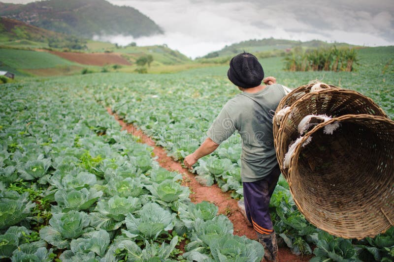 Collard and Farmer on Farming Background Editorial Photography - Image ...