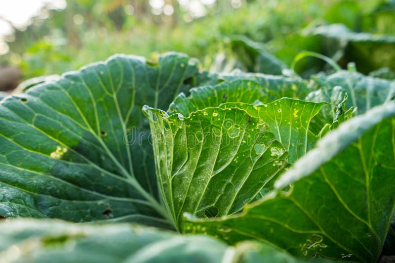 Collard in the Garden of the House is Grown without the Use of ...