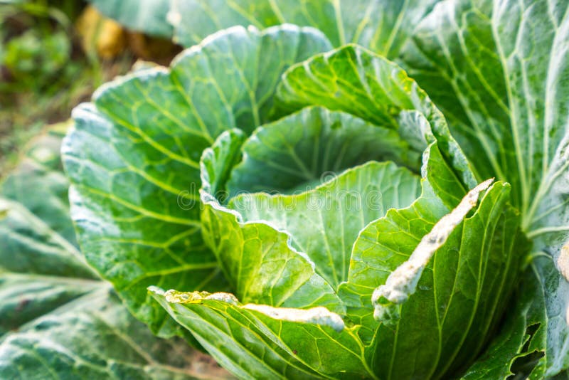 Collard in the Garden of the House is Grown without the Use of ...
