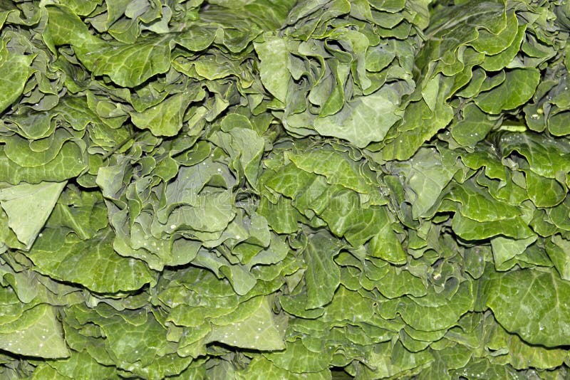 Collard greens stock image. Image of collard, green, couvegalega - 26504451