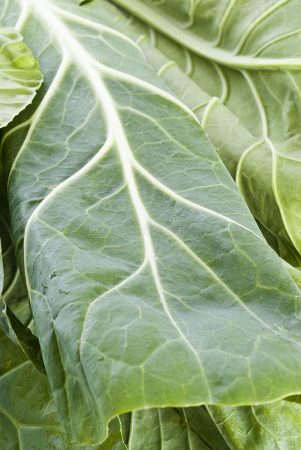 Collard Greens stock photo. Image of leaves, food, cabbage - 8484112